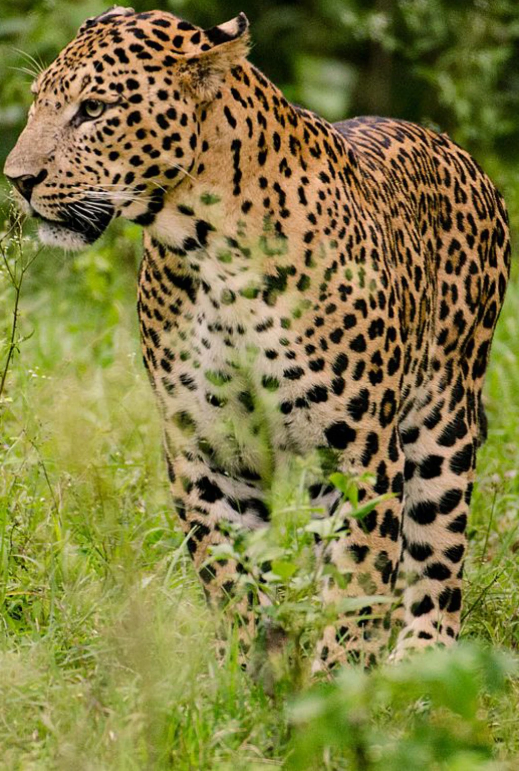 Indian Leopard | Zoo tycoon movie Wikia | Fandom