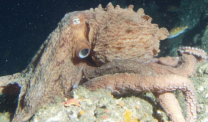 Giant Pacific Octopus | Zoo tycoon movie Wikia | Fandom