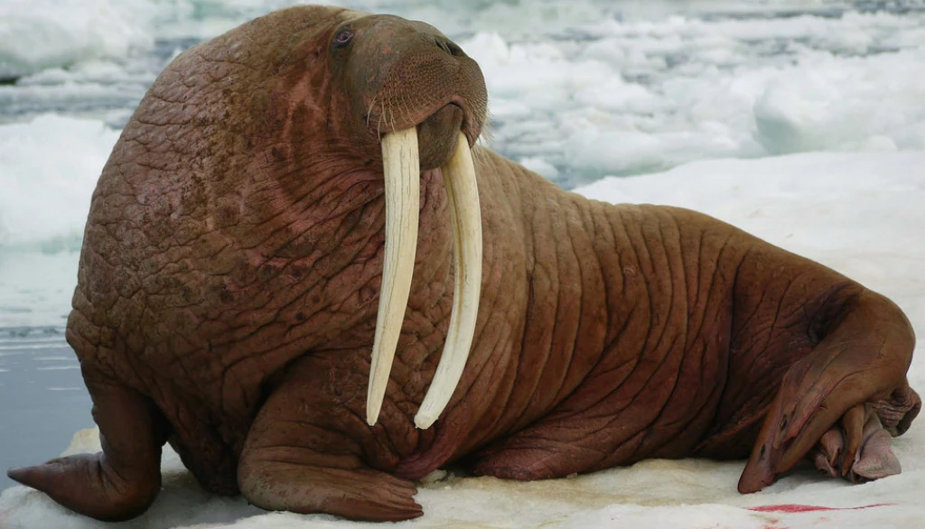 Pacific Walrus | Zoo tycoon movie Wikia | Fandom