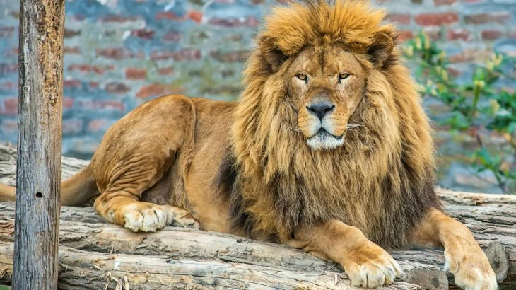 Transvaal Lion | Zoo tycoon movie Wikia | Fandom