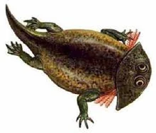 Gerrothorax | Zoo Wiki | Fandom