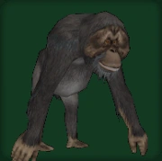 Sivapithecus | Wiki ZooHispania | Fandom