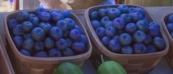 Blueberries | Zootopia Wiki | FANDOM powered by Wikia