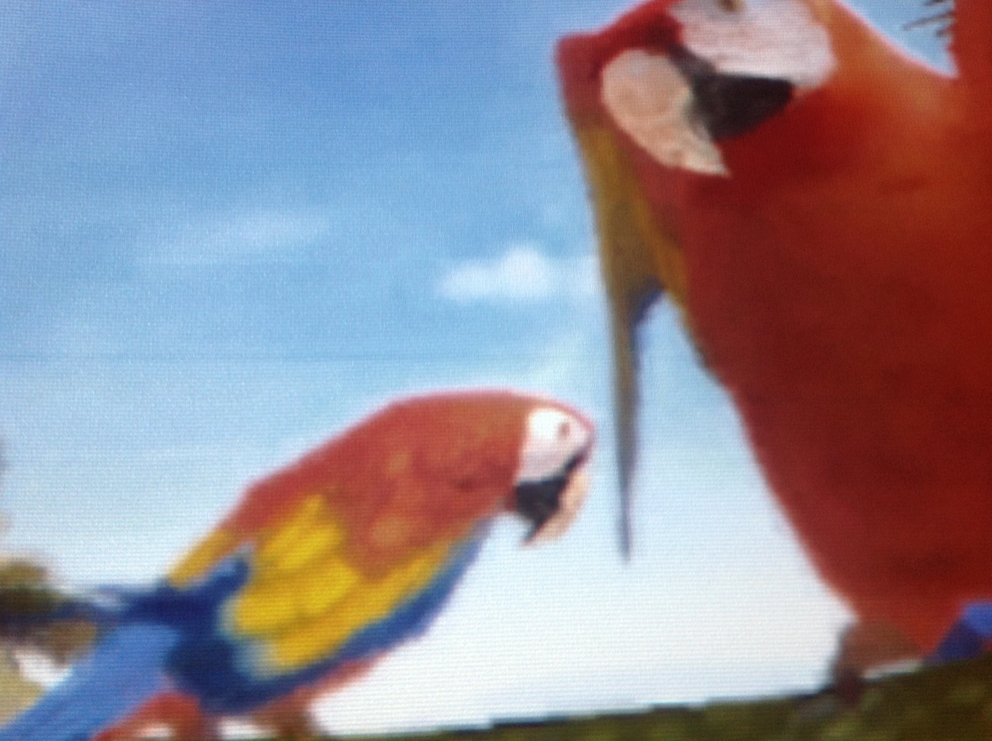 Scarlet Macaw | Zoo Tycoon Wiki | Fandom