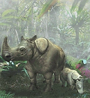 Javan Rhinoceros | Zoo Tycoon Wiki | Fandom