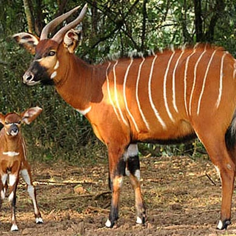 Bongo | Zoo Tycoon Wiki | Fandom