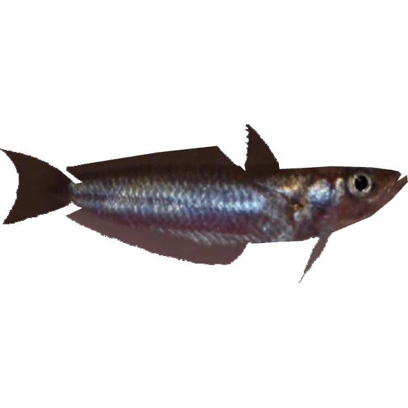 Antarctic Silverfish (Whalebite) | ZT2 Download Library Wiki | Fandom