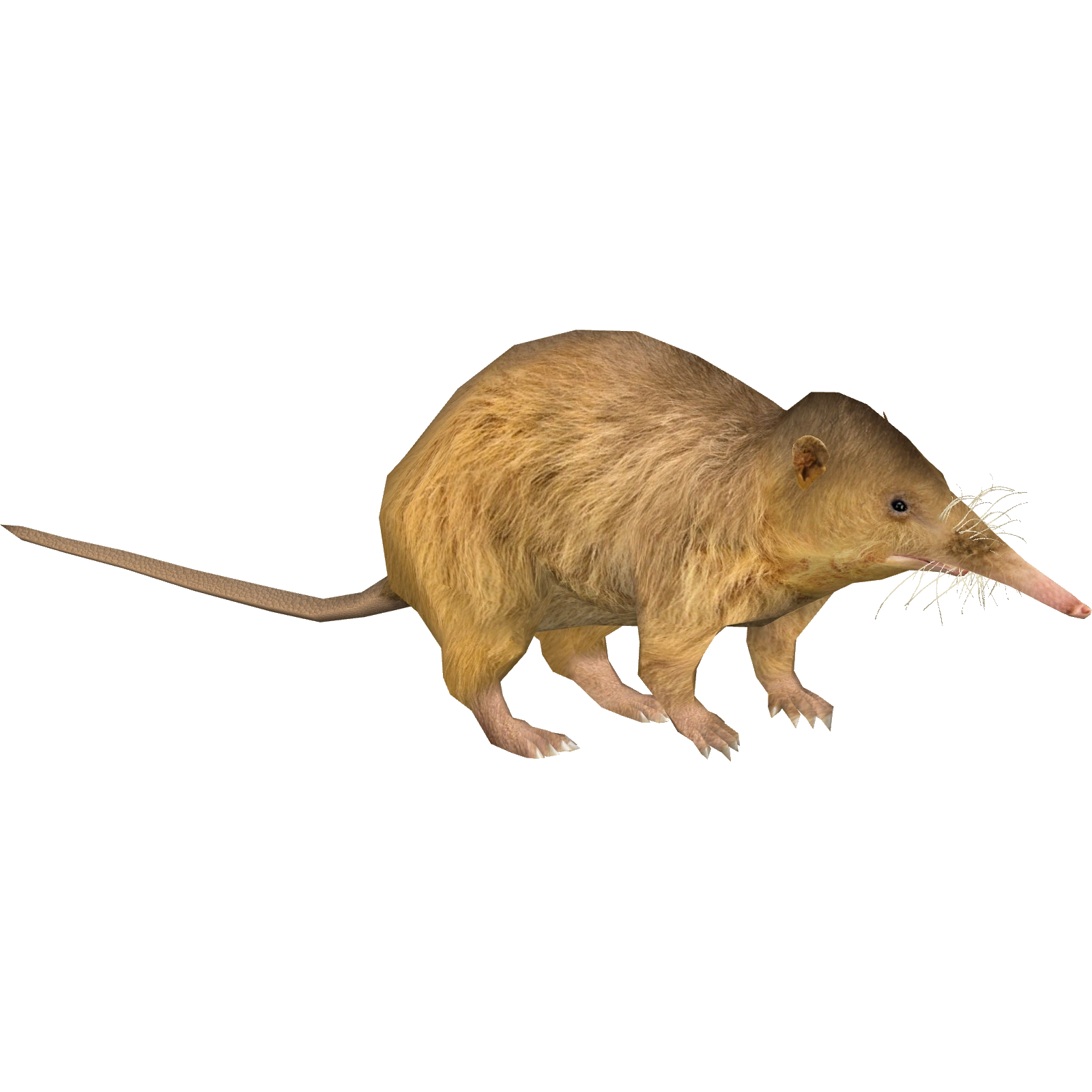 Hispaniolan Solenodon (Lgcfm & Whalebite) | ZT2 Download Library Wiki ...