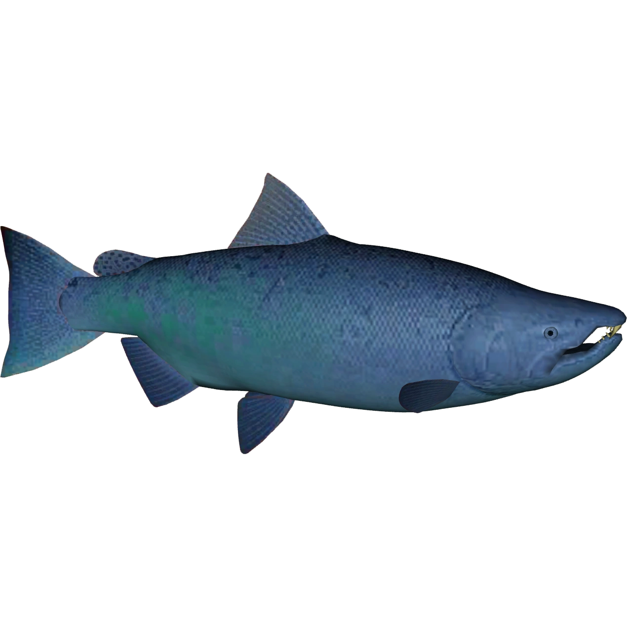 Sabertooth Salmon (Whalebite) | ZT2 Download Library Wiki | Fandom