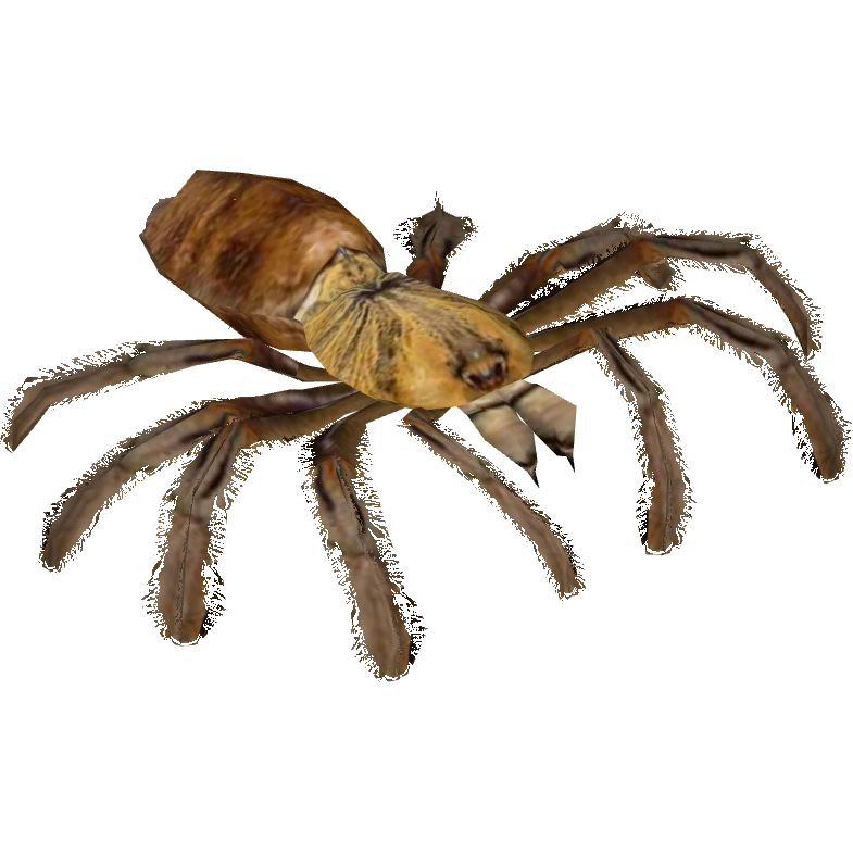 Chinese Bird Spider (Terrena Laxamentum) | ZT2 Download Library Wiki ...