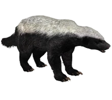 Ratel (Aurora Designs) | ZT2 Download Library Wiki | Fandom