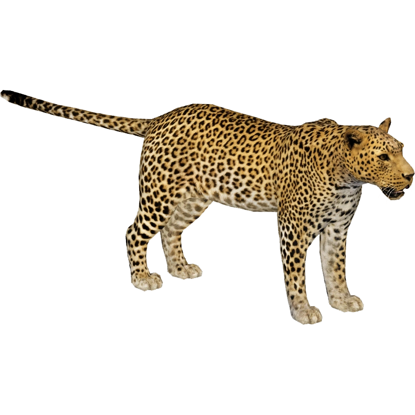 Somali Leopard (Tamara Henson) | ZT2 Download Library Wiki | Fandom