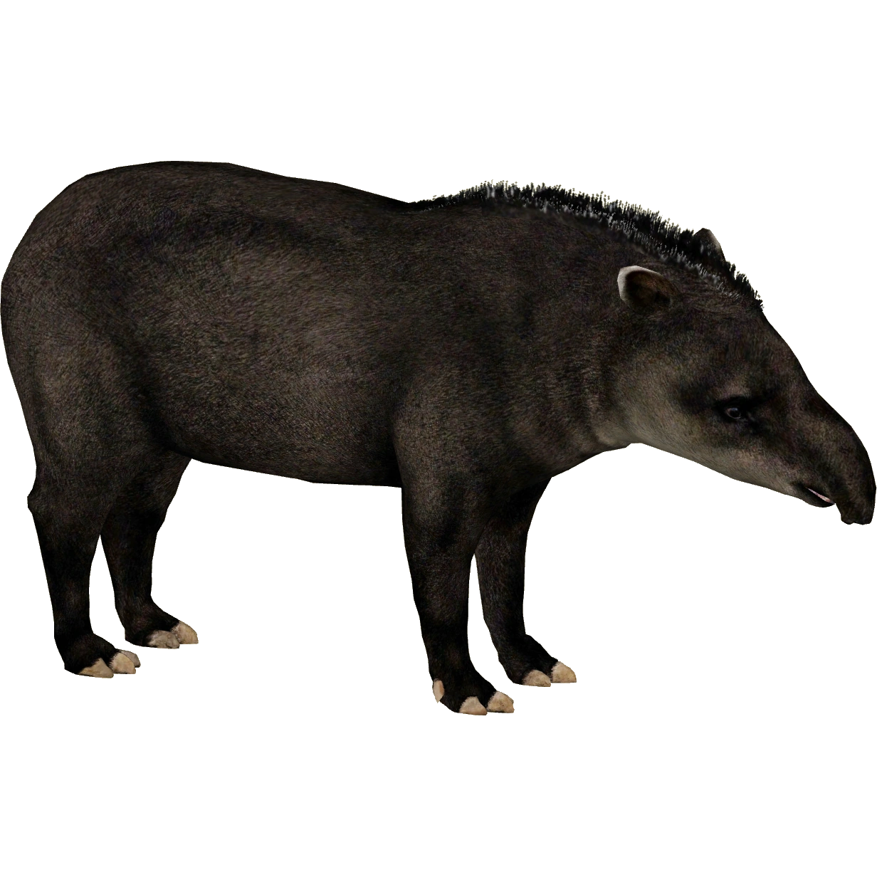Kabomani Tapir (DRAGON-unit911) | ZT2 Download Library Wiki | Fandom