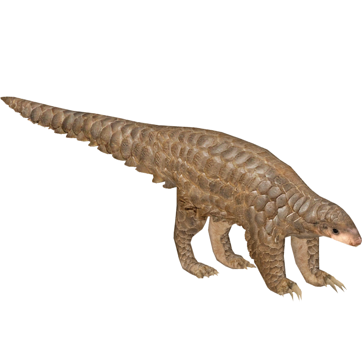 Sunda Pangolin (Tamara Henson) | ZT2 Download Library Wiki | Fandom