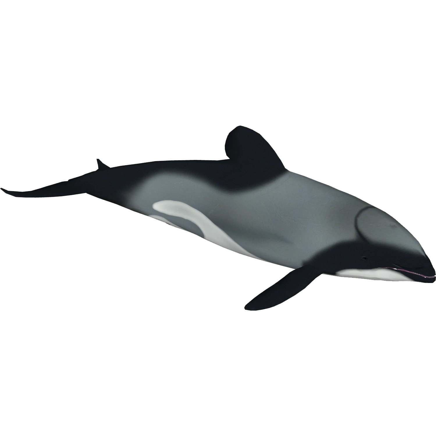 Hector's Dolphin (Moana Designs) | ZT2 Download Library Wiki | Fandom
