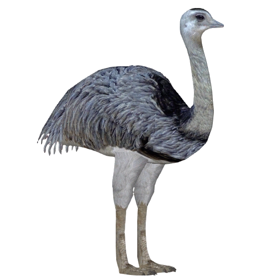 Greater Rhea (Jannick) | ZT2 Download Library Wiki | Fandom