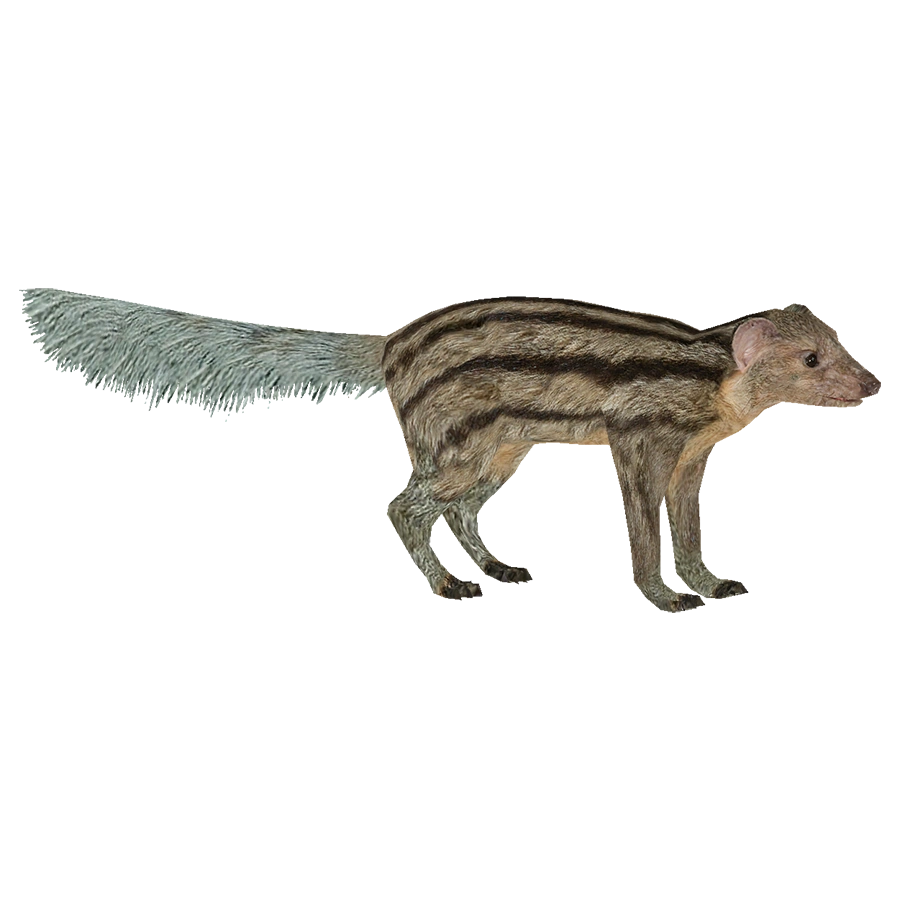 Grandidier's Mongoose (DutchDesigns) | ZT2 Download Library Wiki | Fandom