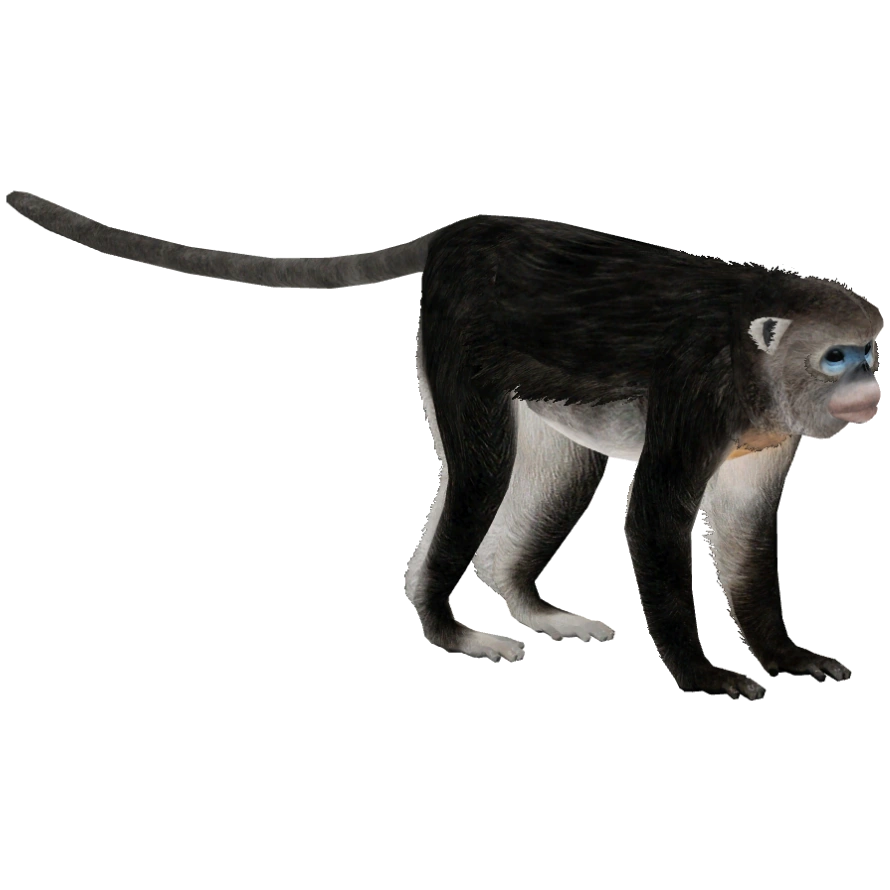 Tonkin Snub-Nosed Monkey (Bunteriro) | ZT2 Download Library Wiki | Fandom