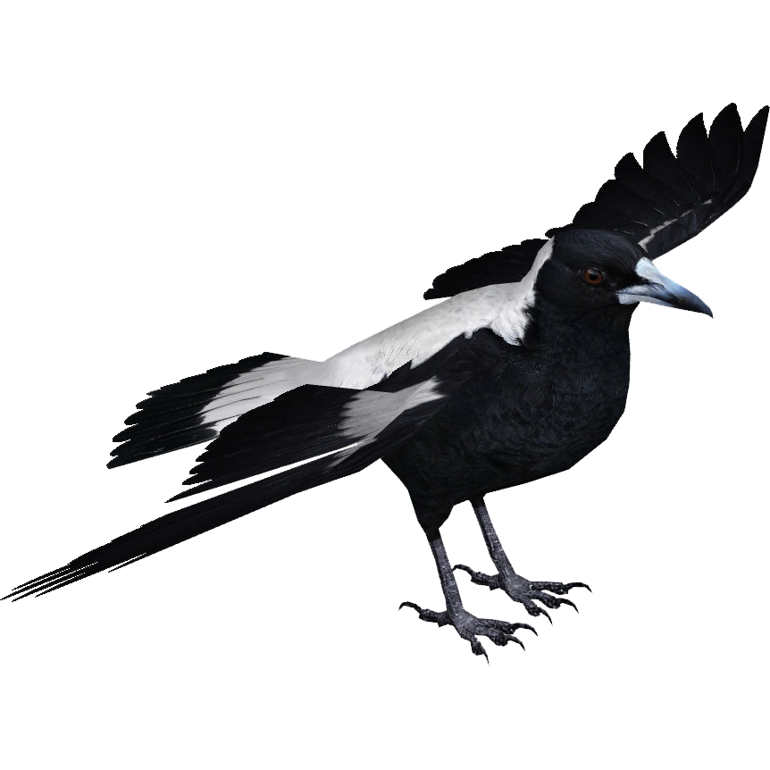 Australian Magpie (Jannick) | ZT2 Download Library Wiki | FANDOM ...
