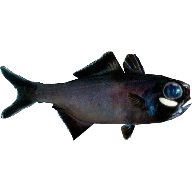 Splitfin Flashlight Fish (Whalebite) | ZT2 Download Library Wiki | Fandom