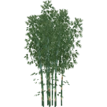 Indian Timber Bamboo (Aurora Designs) | ZT2 Download Library Wiki | Fandom