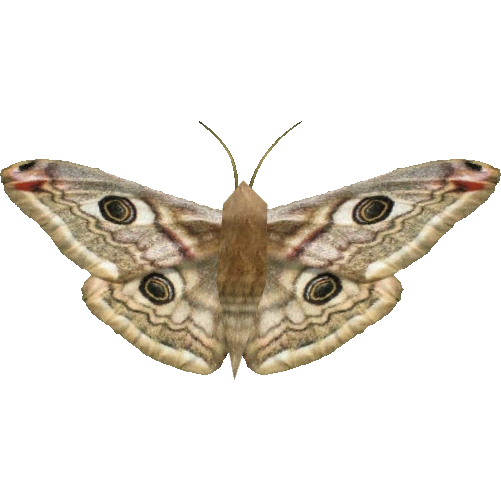 Ulquiorra's things - Page 101 - The ZT2 Round Table