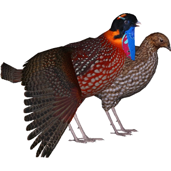 Satyr Tragopan (DRAGON-unit911) | ZT2 Download Library Wiki | Fandom
