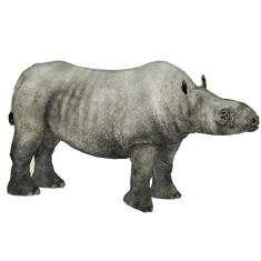 Aceratherium (Jose Antonio) | ZT2 Download Library Wiki | Fandom