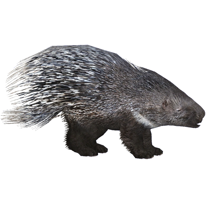 European Porcupine (HENDRIX) | ZT2 Download Library Wiki | Fandom