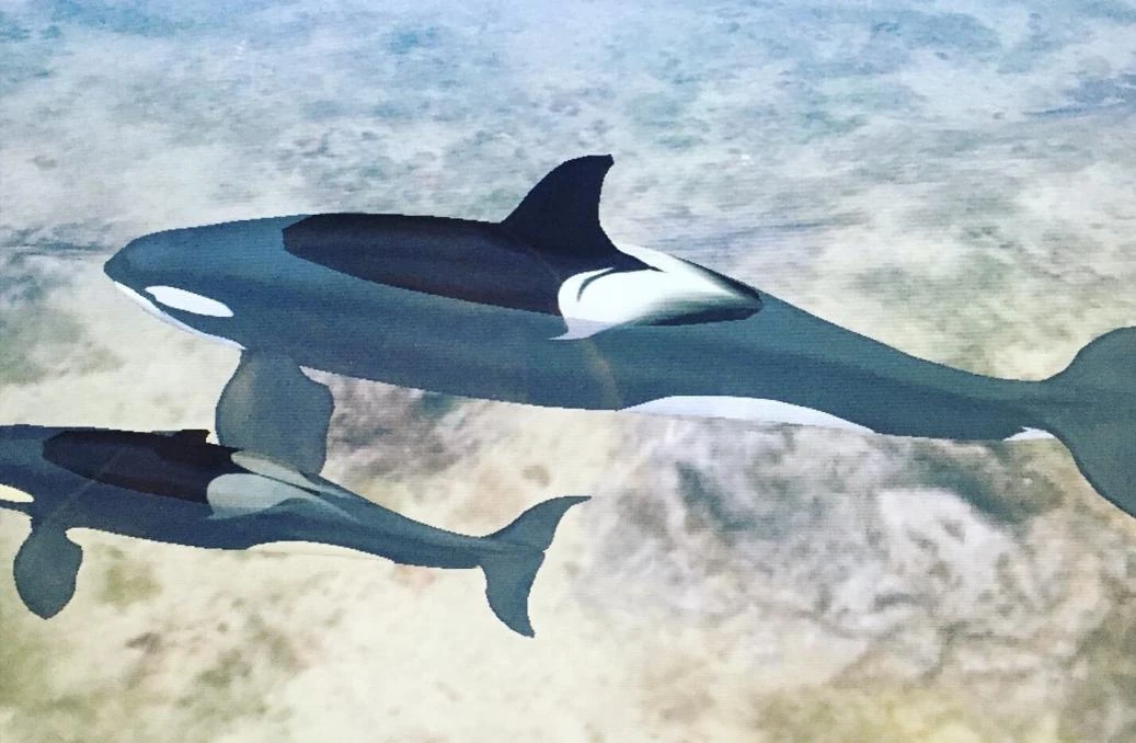 Resident Orca (ObsidianAngst) | ZT2 Download Library Wiki | Fandom