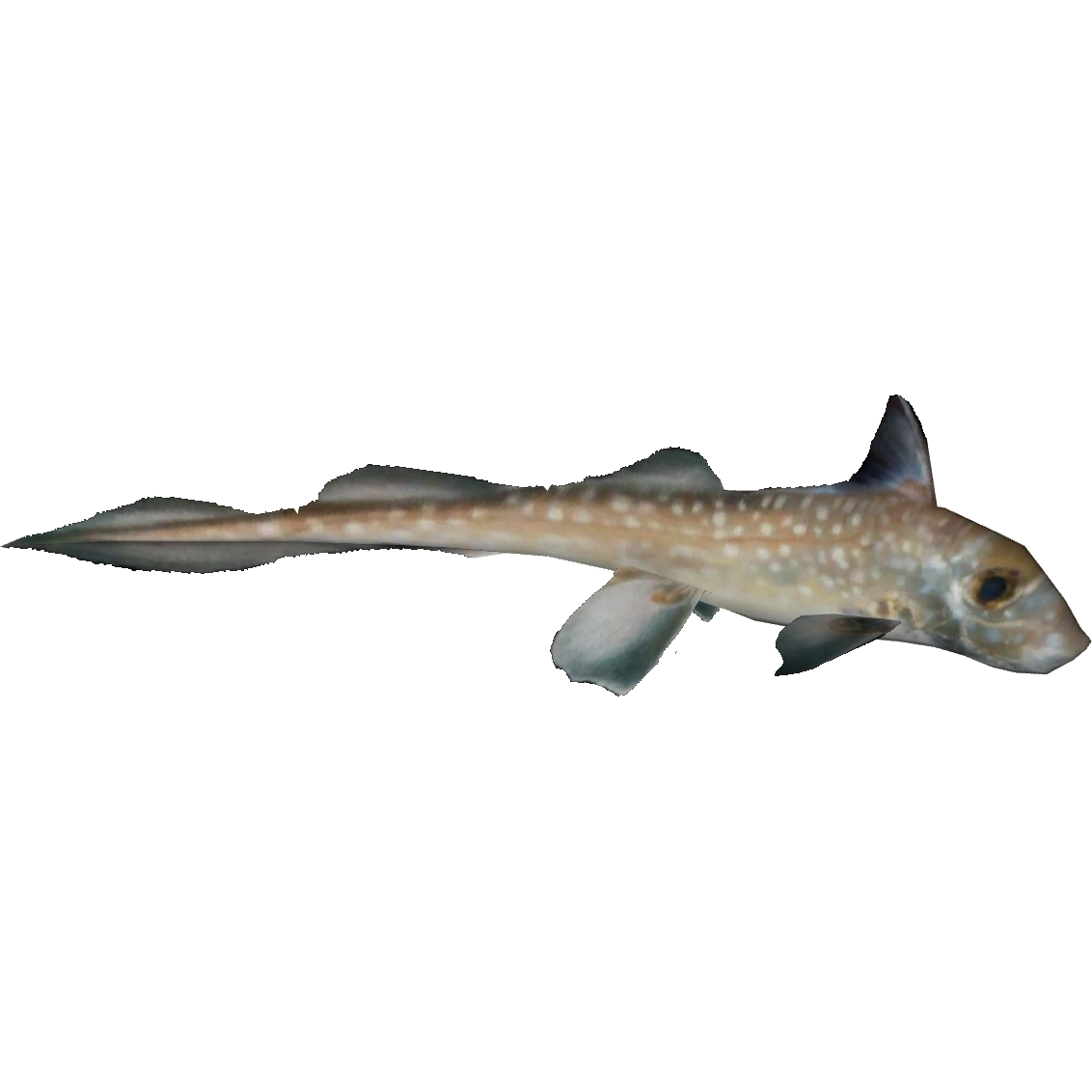 Spotted Ratfish (Whalebite) | ZT2 Download Library Wiki | Fandom