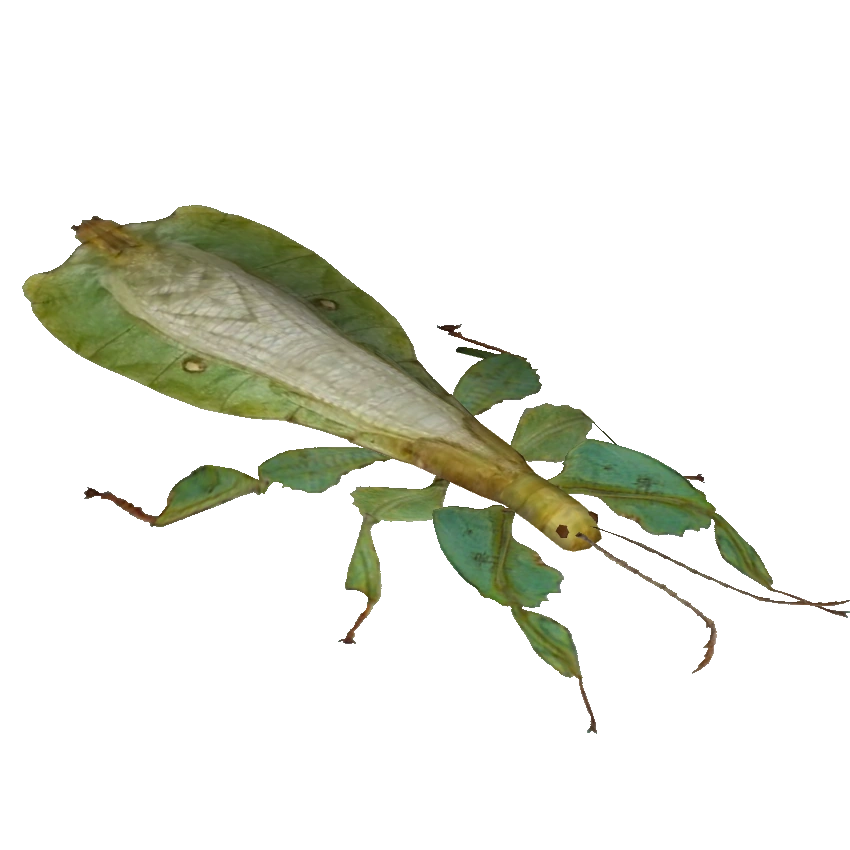 Gray's Leaf Insect (Ulquiorra) | ZT2 Download Library Wiki | Fandom