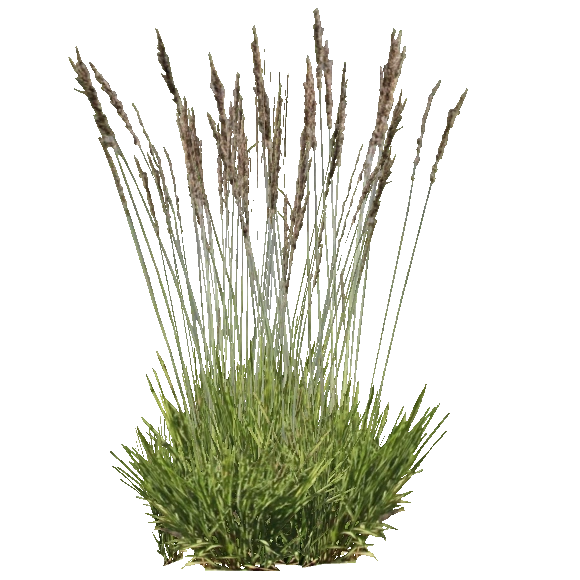 Purple Moor Grass (Ulquiorra) | ZT2 Download Library Wiki | Fandom