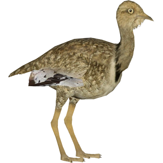Houbara Bustard (Whalebite) | ZT2 Download Library Wiki | Fandom