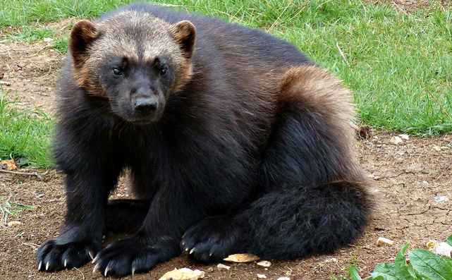 Rosomak | Zwierzaki Wiki | FANDOM powered by Wikia