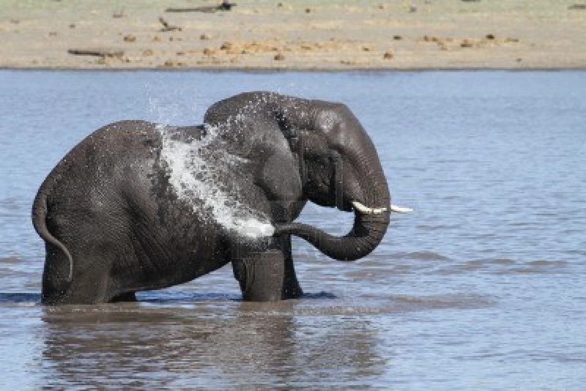 Obraz - Slon afrykanski 4.jpg | Zwierzaki Wiki | FANDOM powered by Wikia