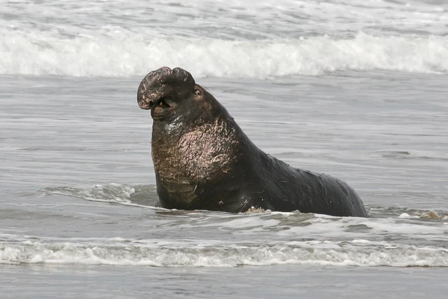 Obraz - Slon morski.jpg | Zwierzaki Wiki | FANDOM powered by Wikia